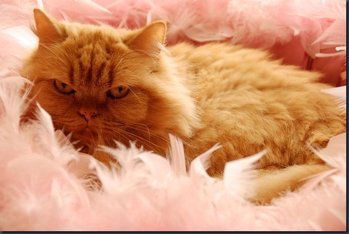 Kitty Stampede: Glamour Kitties